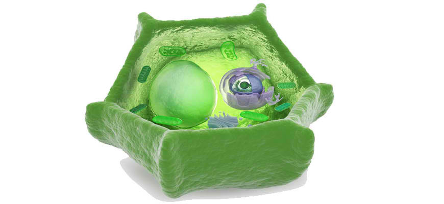 How Plant Stem Cells Work When Used As Stem Cell Therapy In Humans 